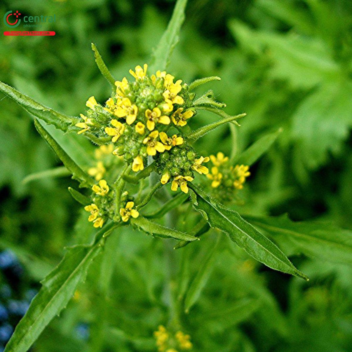 Thảo dược Hedge mustard và những công dụng thần kỳ của nó