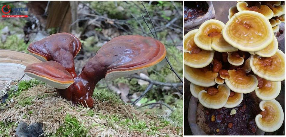 Nấm Linh chi - Vị thuốc bổ chữa suy nhược thần kinh hiệu quả