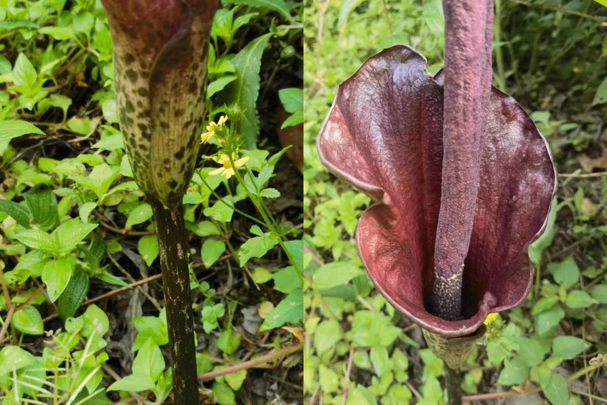 Khoai nưa (Khoai na, Khoai ngát - Amorphophallus konjac K.Koch) trị ho