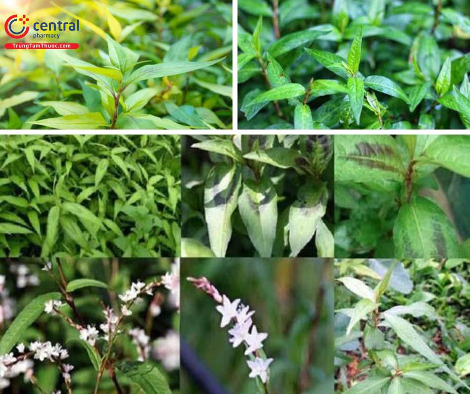 Cây Rau Răm: Vị thuốc có tác dụng tán hàn, sát trùng