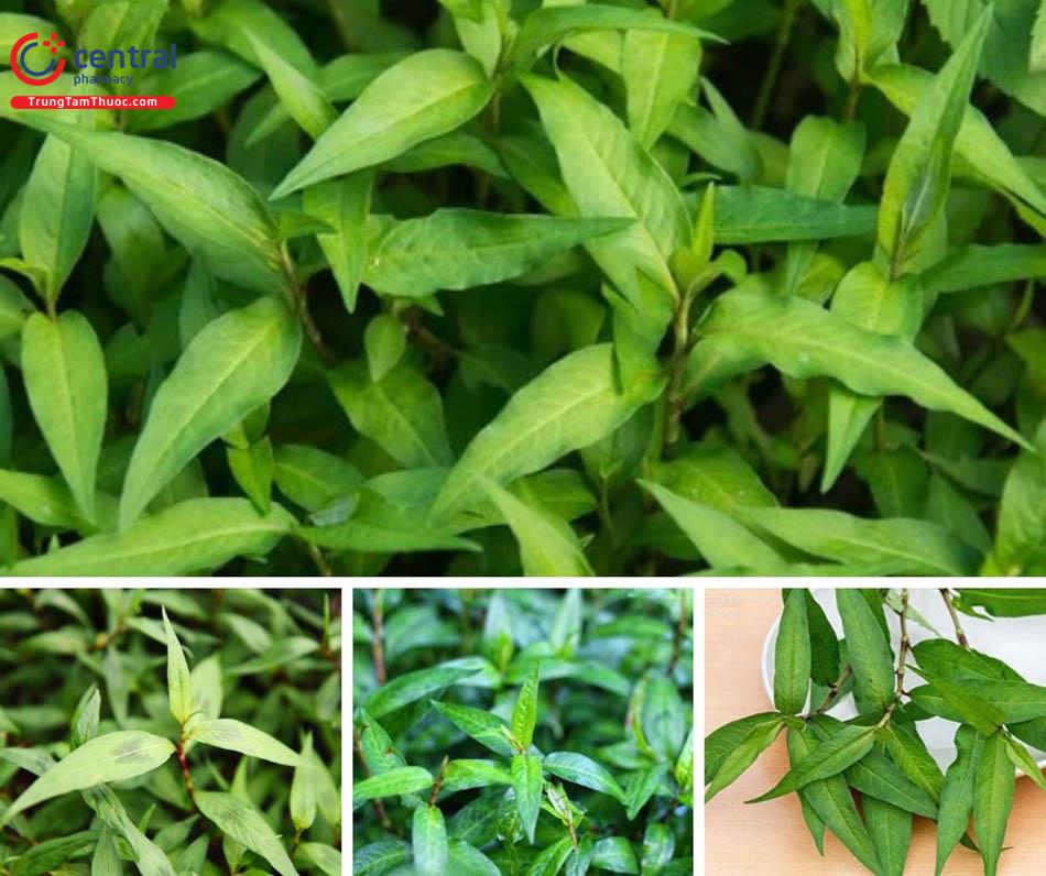 Cây Rau Răm: Vị thuốc có tác dụng tán hàn, sát trùng