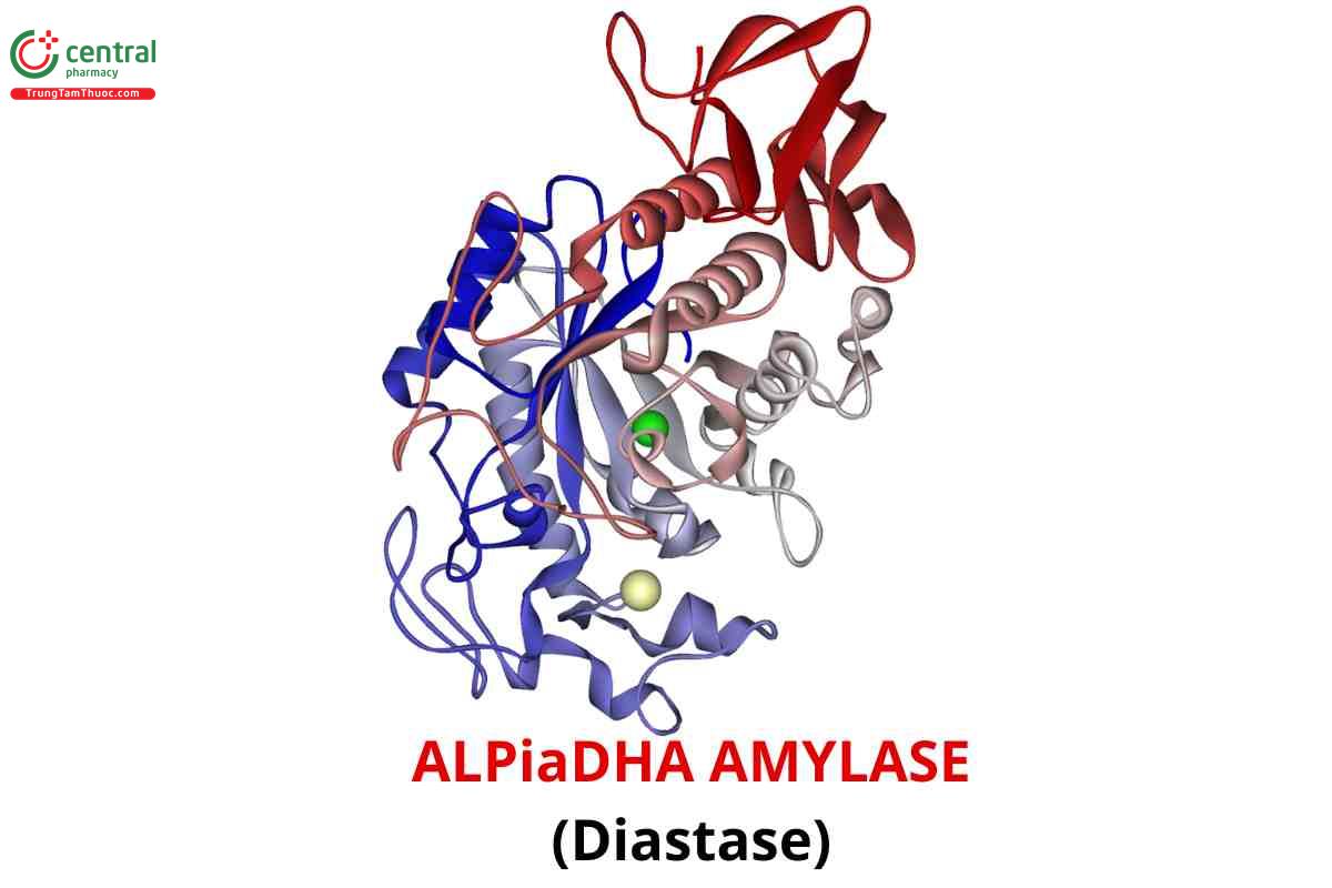 Phương pháp định tính, định lượng Alpha Amylase (Diastase) - Dược điển ...