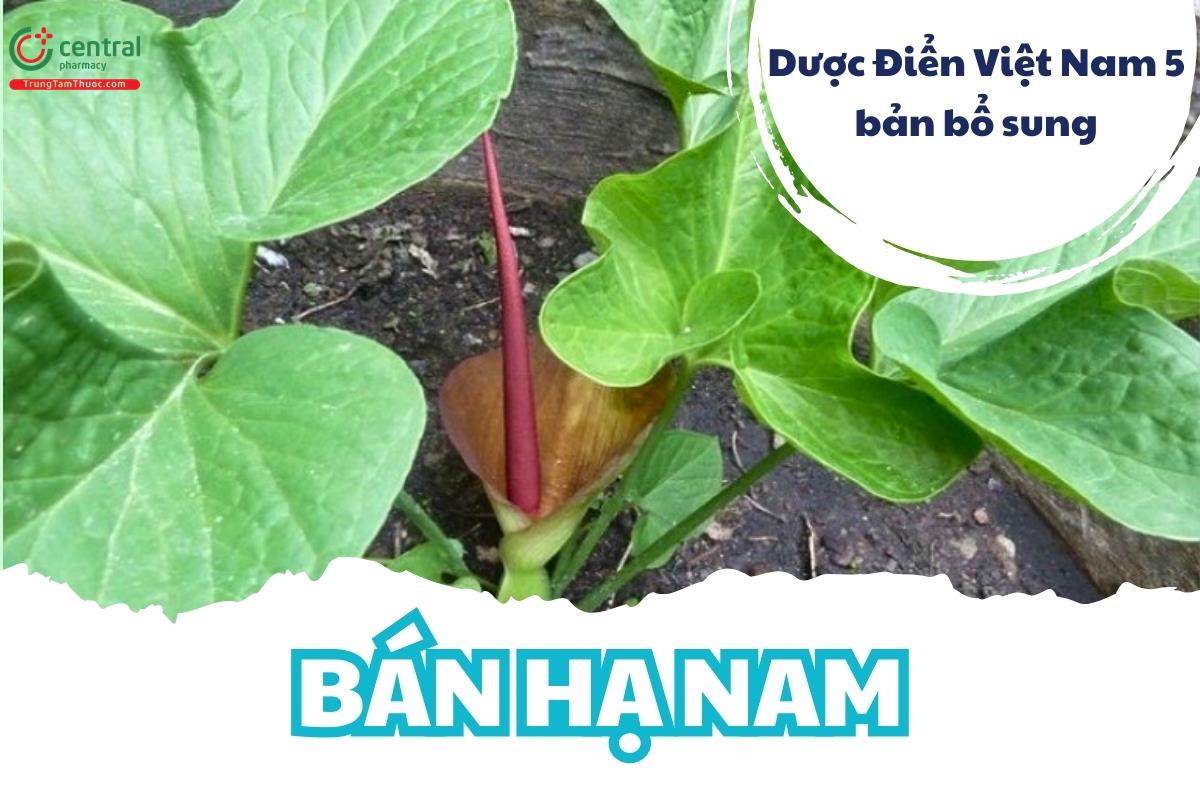 Phương pháp định tính và chế biến dược liệu Bán Hạ Nam - Dược Điển Việt ...