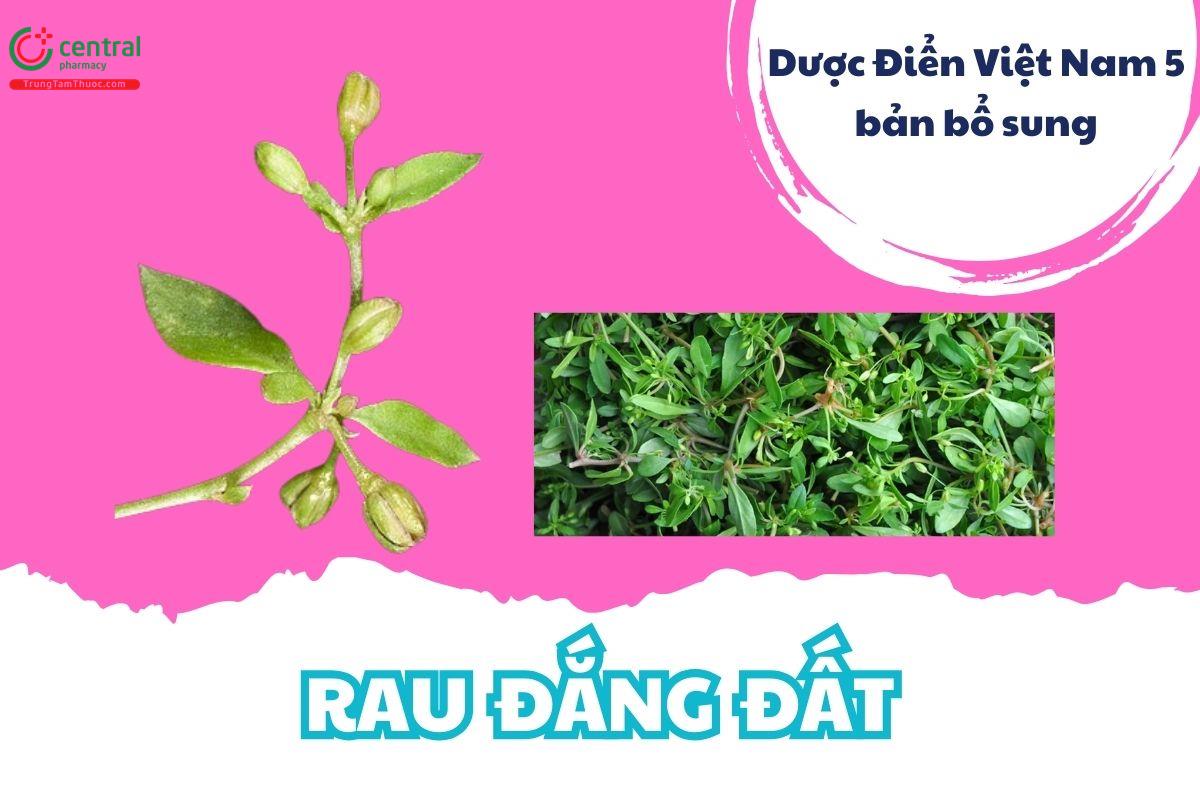Phương pháp định tính dược liệu Rau Đắng Đất - Dược Điển Việt Nam 5